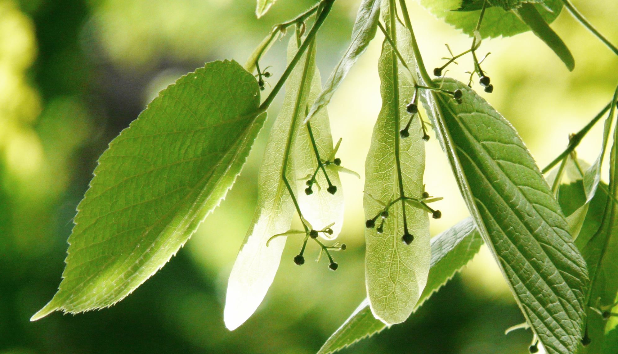 Wie die Linde dein Schlafproblem lindert • Ruby Nagel